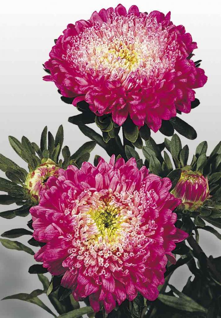 Callistephus (Aster) chinensis Matador Crimson - Muller Seeds