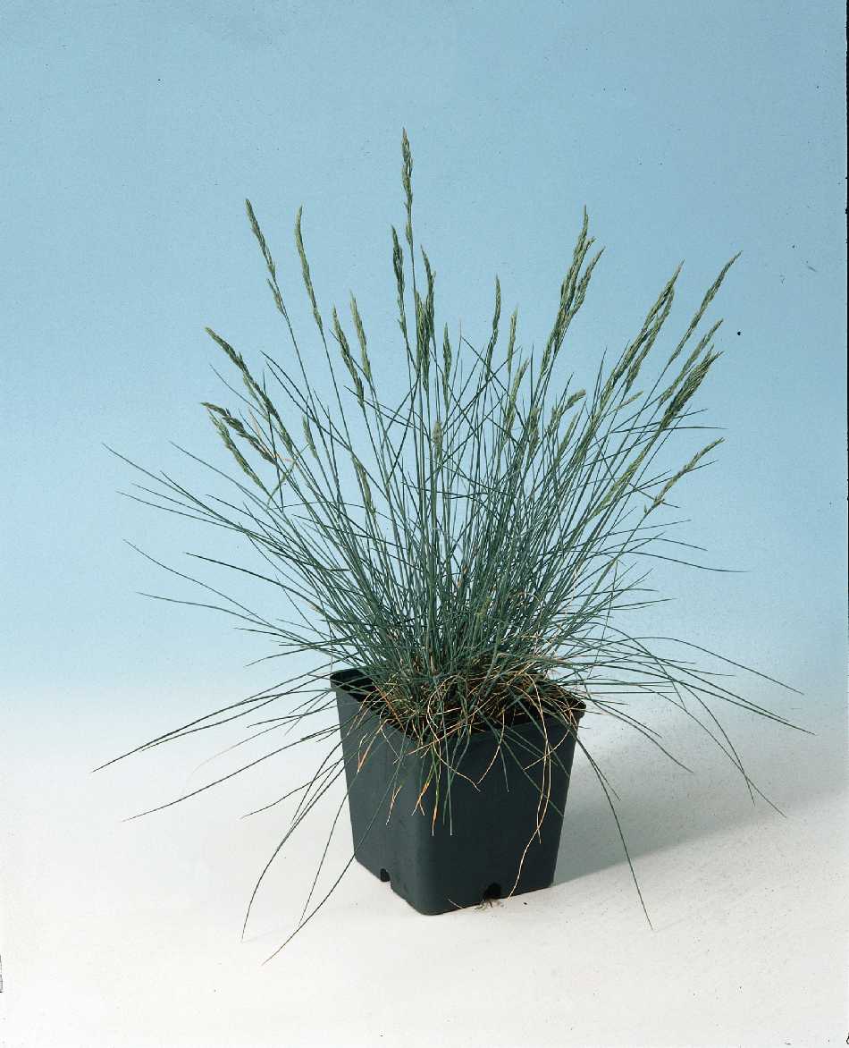 FESTUCA glauca FESTINA (multipellets) - Muller Seeds