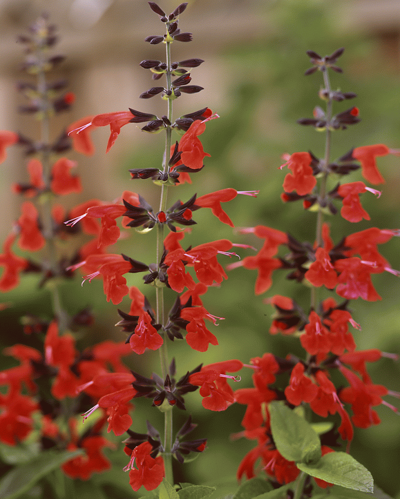 Salvia coccinea Summer Jewel Red - Muller Seeds