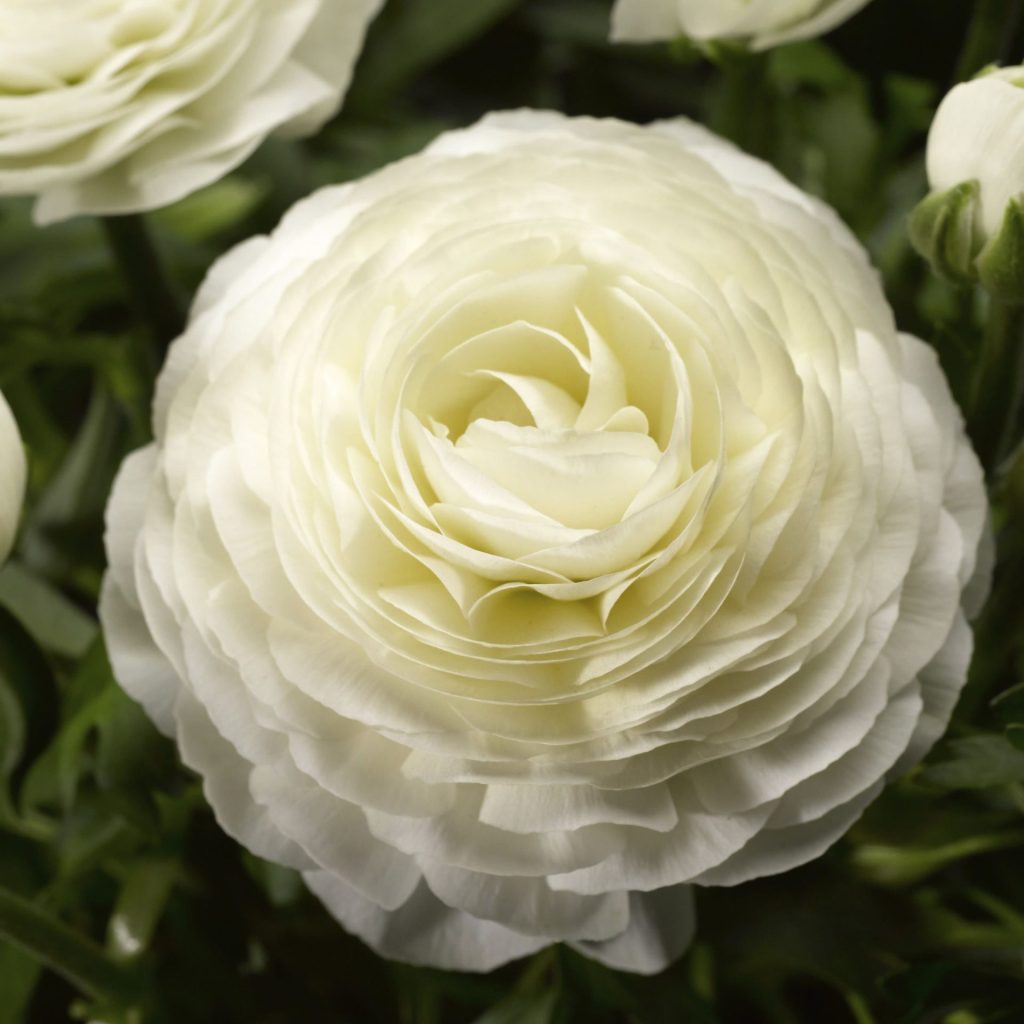 Ranunculus asiaticus Magic White - Muller Seeds