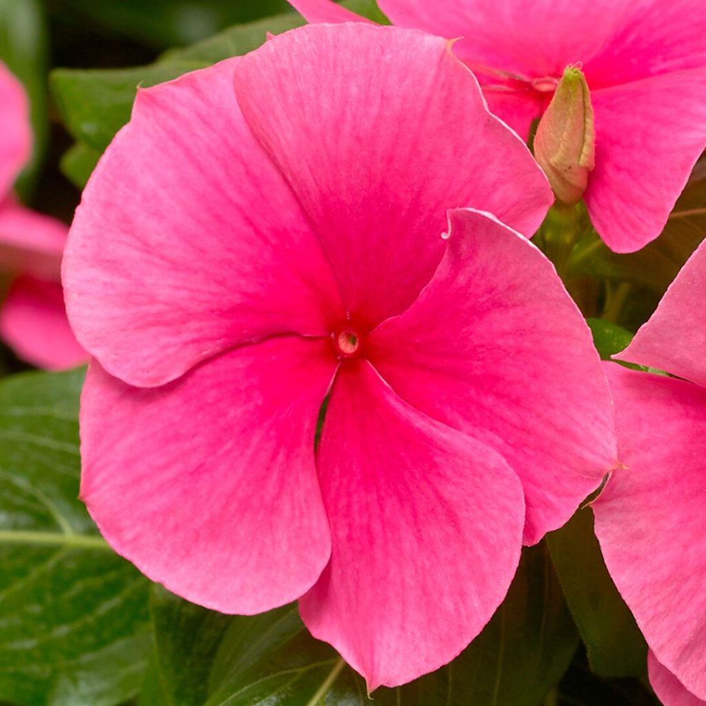 Vinca (Catharanthus) Cora XDR Deep Strawberry - Muller Seeds