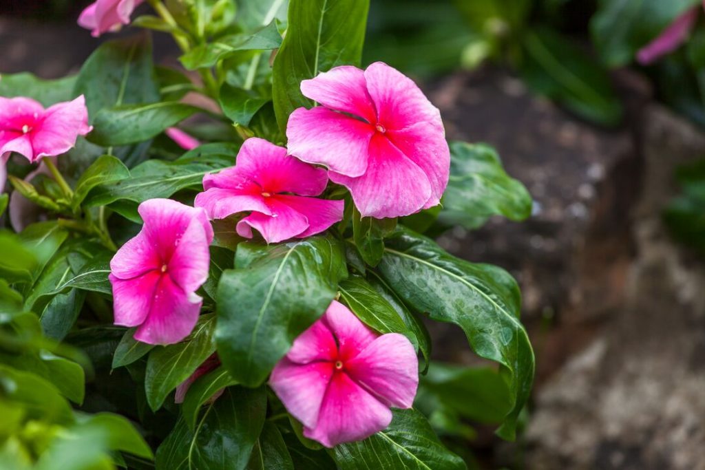 Vinca (Catharanthus) Cora XDR Deep Strawberry - Muller Seeds