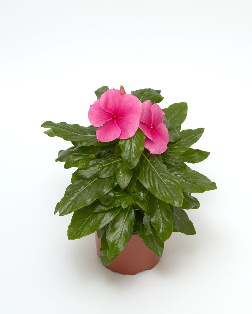 Vinca (Catharanthus) Cora XDR Deep Strawberry - Muller Seeds