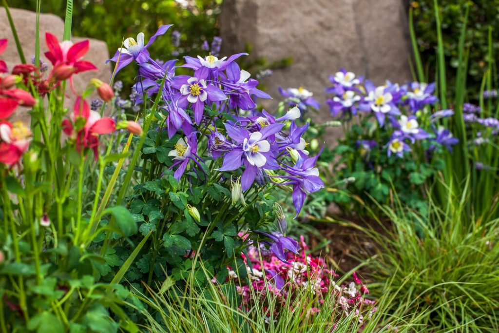 Aquilegia caerulea Kirigami Mix - Muller Seeds