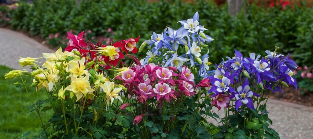 Aquilegia caerulea Kirigami Mix - Muller Seeds