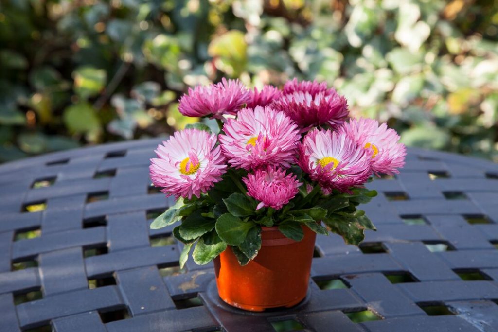 Bellis perennis Bam Bam Rose - Muller Seeds