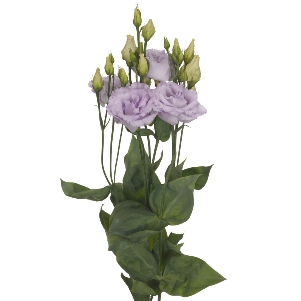 Lisianthus (Eustoma) grandiflorum Alissa 1 Lavender - Muller Seeds