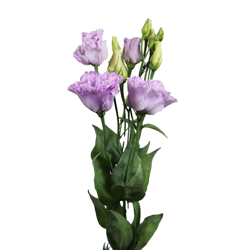 Lisianthus (Eustoma) grandiflorum Alissa 2 Lavender - Muller Seeds