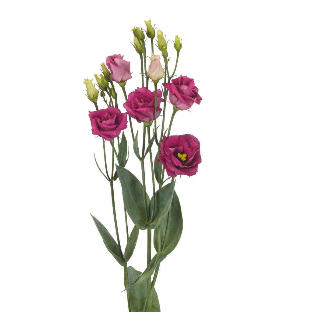 Lisianthus (Eustoma) grandiflorum Rosita 3 Purple Rose - Muller Seeds